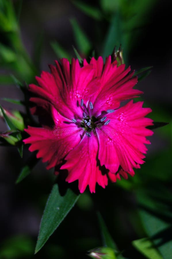Maiden pink. stock image. Image of colorful, flower, leafe - 31789317