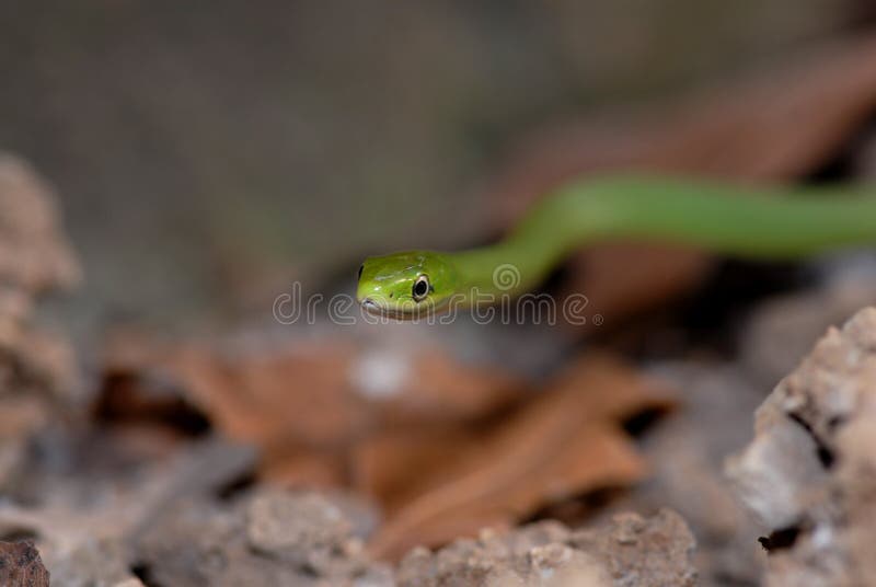 Serpent vert rugueux image stock. Image du nature, rugueux - 3852013