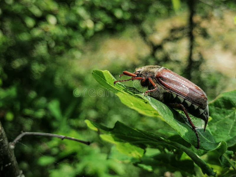 MaikÃ¤fer stock image. Image of insekten, kfer, sommer - 220797991