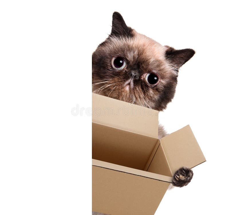 Mail Cat in with a Big Moving Box Stock Image - Image of carton ...