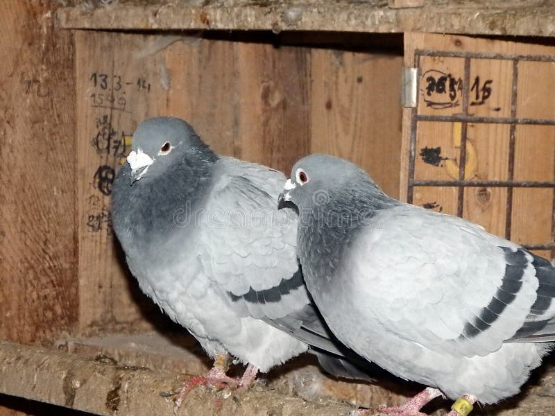 Mail pigeon, carrier stock photo. Image of flight, beak - 81119604