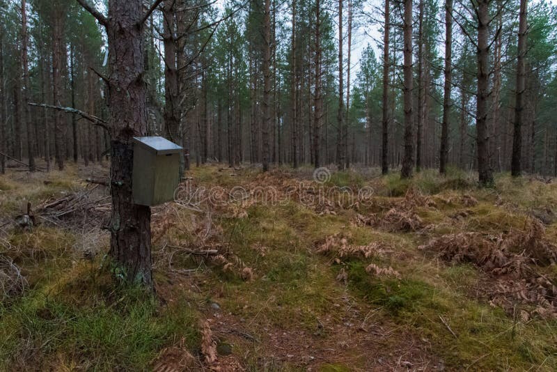 Mailbox in the Mittle of a Forest Stock Image - Image of tree, rural ...