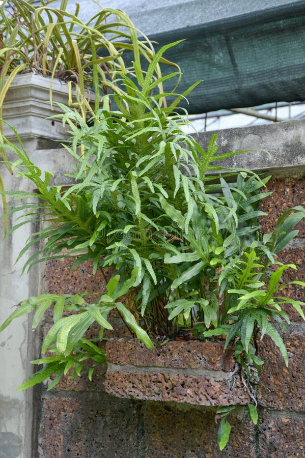 Maile-Scented Fern stock photo. Image of close, dianella - 72796866