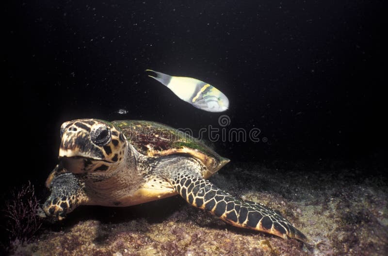 Maimed stock image. Image of water, africa, shoal, ocean - 23239497