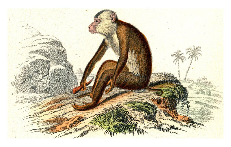 Maimon Stock Illustrations – 3 Maimon Stock Illustrations, Vectors ...