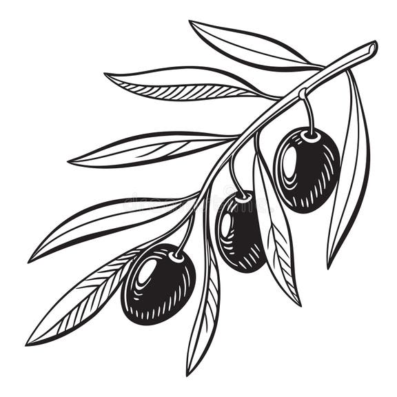 Olive Branch Line Art Vector Illustration, Black and White Vector ...
