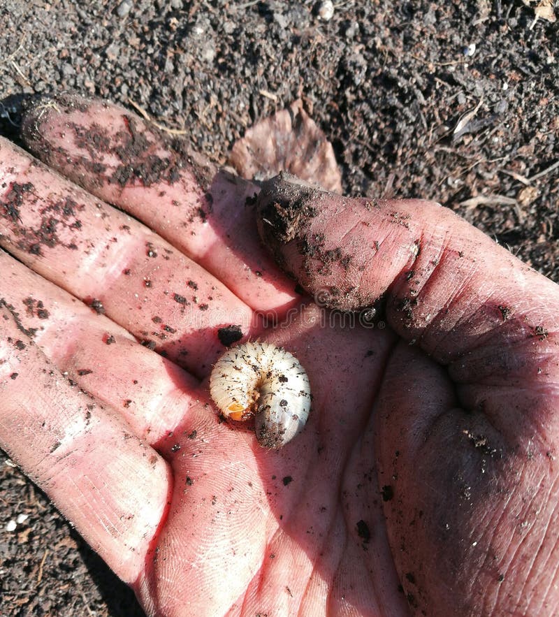 Main Avec Des Larves De Miroiter Le Scarabée Image stock - Image du ...