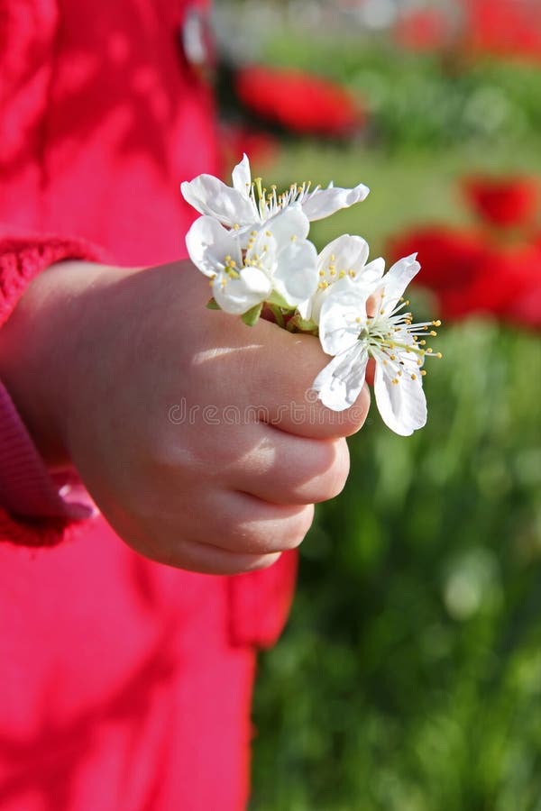 Main avec un bouquet photo stock. Image du compresses - 53355008