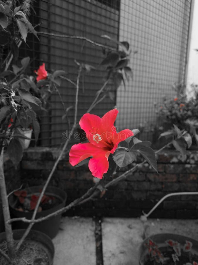 The main character stock photo. Image of chara, monochrome - 266026994