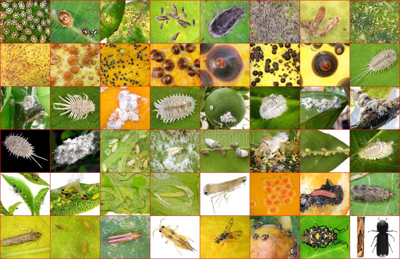 Main citrus insect pests stock photo. Image of aleurothrixus - 226584508