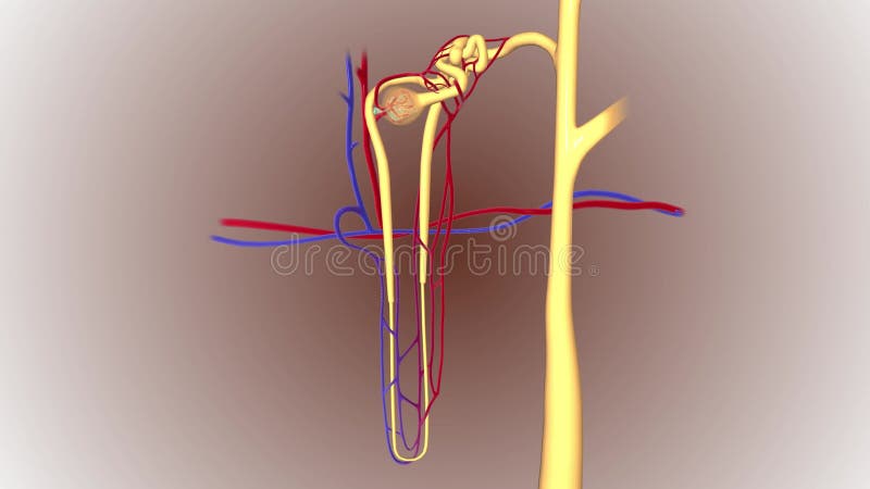 The Main Components of the Nephron are the Glomerulus, the Bowman S ... The Main Components of the Nephron are the Glomerulus, the Bowman S ...