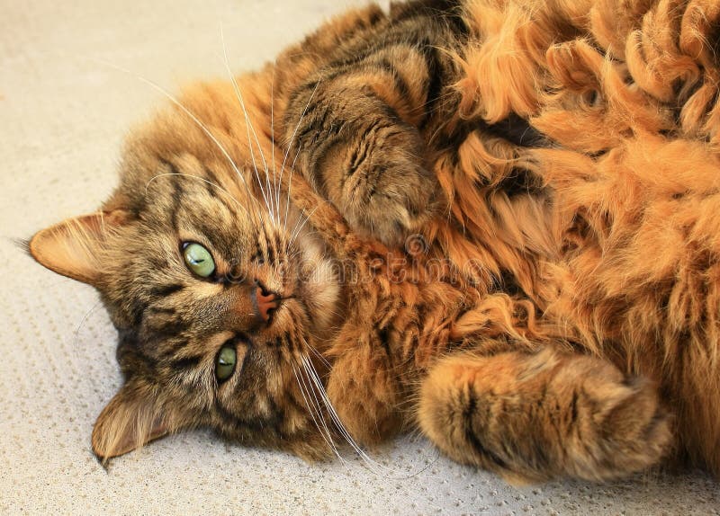 Pedigree Maine Coon Cat Hunting Stock Photo - Image of purebreed, coon ...