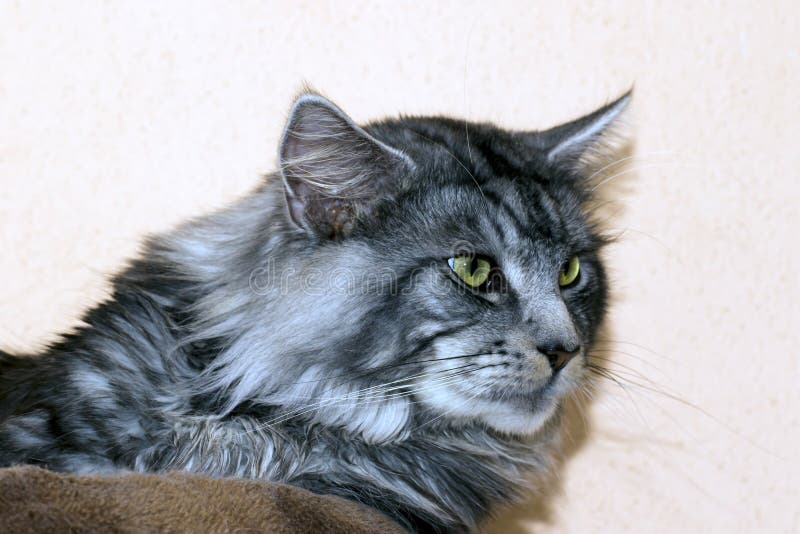 Main coon stock photo. Image of animal, young, cute, tail - 66417506