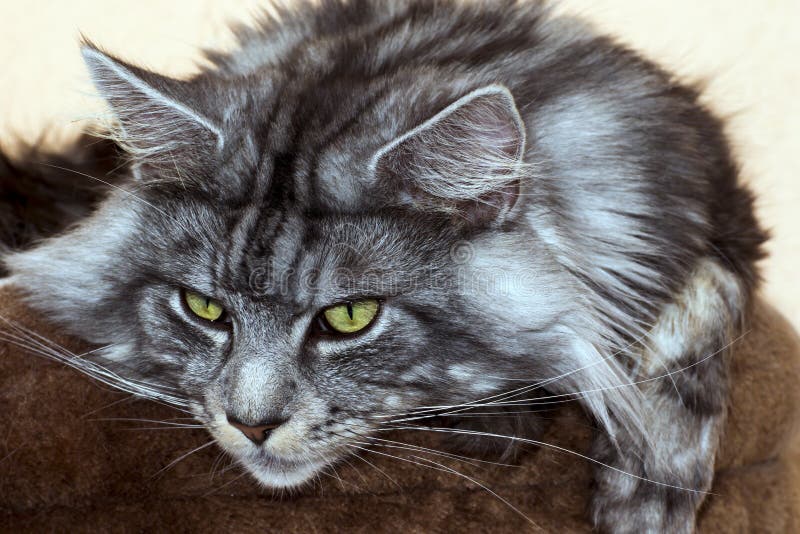 Main coon stock image. Image of predator, predatory, maine - 66417507