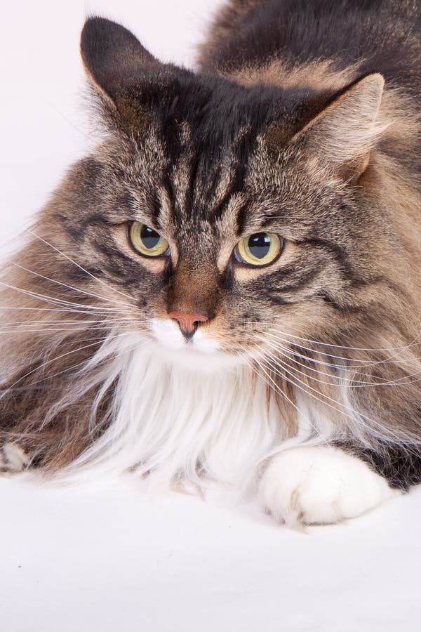 Main coon cat stock photo. Image of beautiful, furry - 13540960