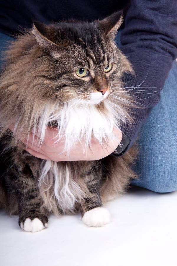 Main coon cat stock image. Image of beautiful, animal - 13540999