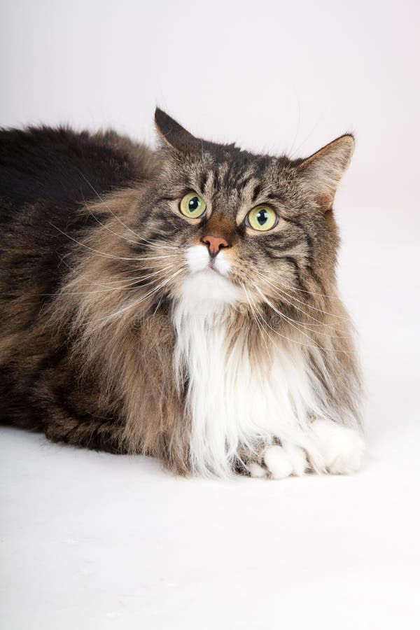 Main coon cat stock photo. Image of beautiful, furry - 13540960