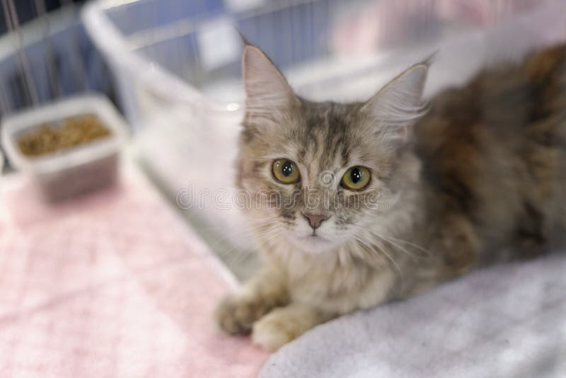 Main coon cat stock photo. Image of view, white, animal - 66669348