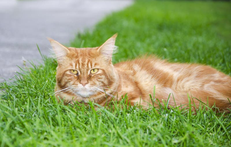 MAIN COON CAT stock image. Image of animal, background - 33754155