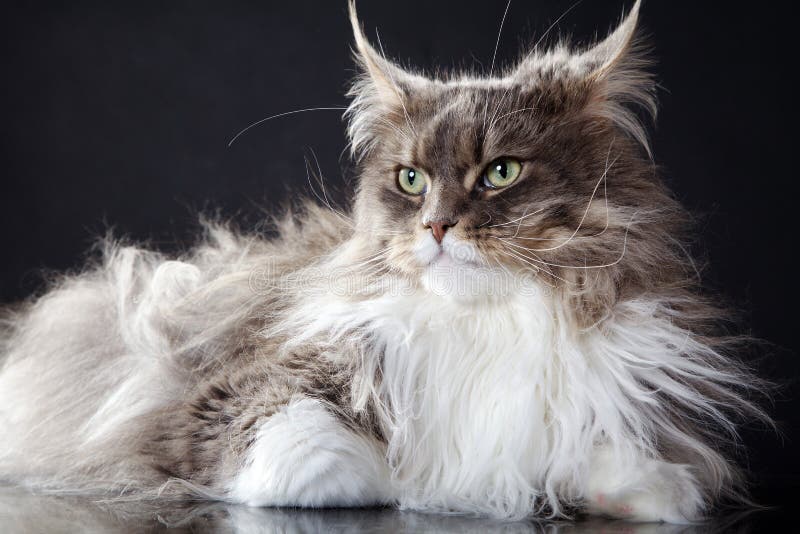 Main coon cat lying stock image. Image of looking, brown - 40831817