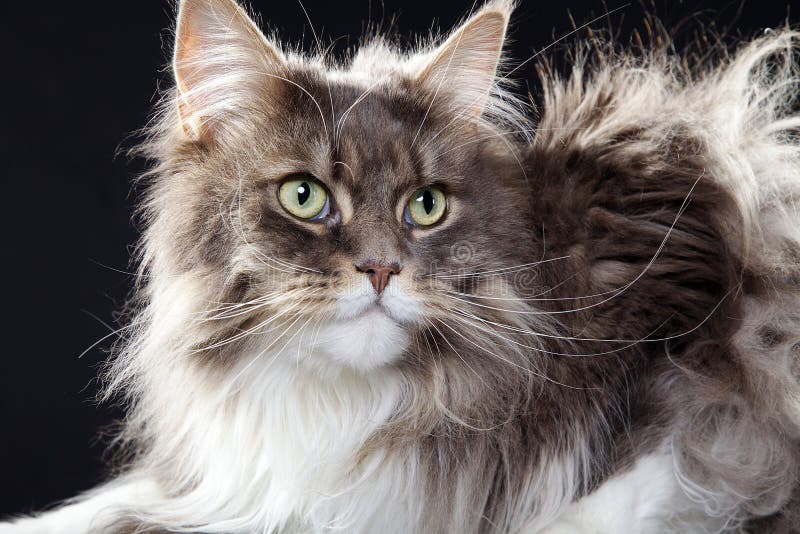 Main coon cat lying stock image. Image of animal, ears - 40831865