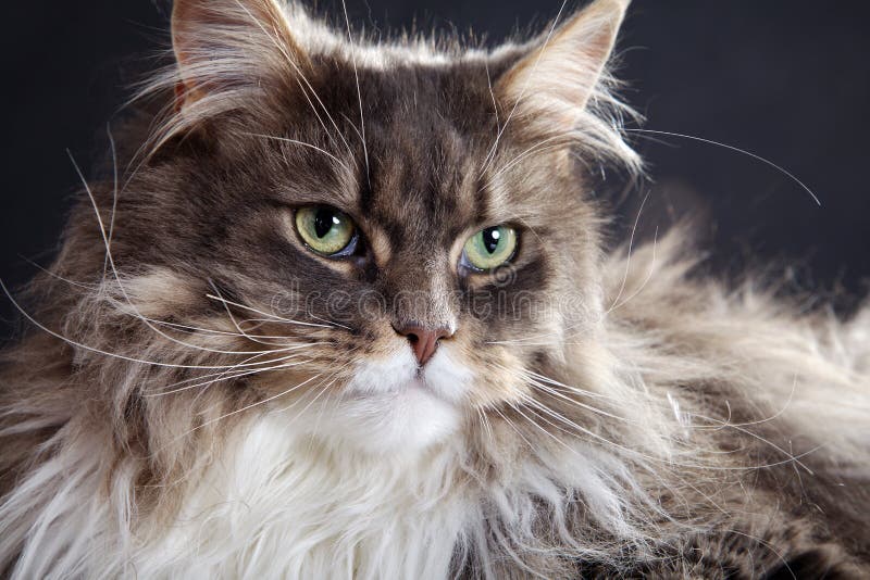 Main coon cat lying stock photo. Image of front, adorable - 40832046