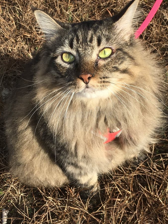 Main Coon Cat Outdoors Wild Stock Image - Image of wild, main: 94138623