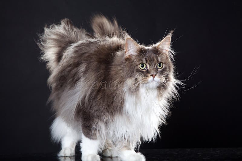 Main coon cat standing stock image. Image of alone, coon - 40832115