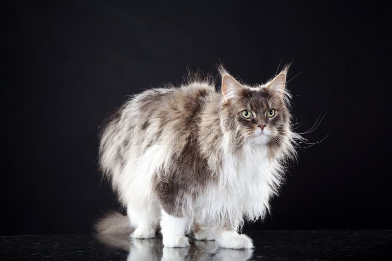 Main coon cat standing stock photo. Image of body, ears - 40832136
