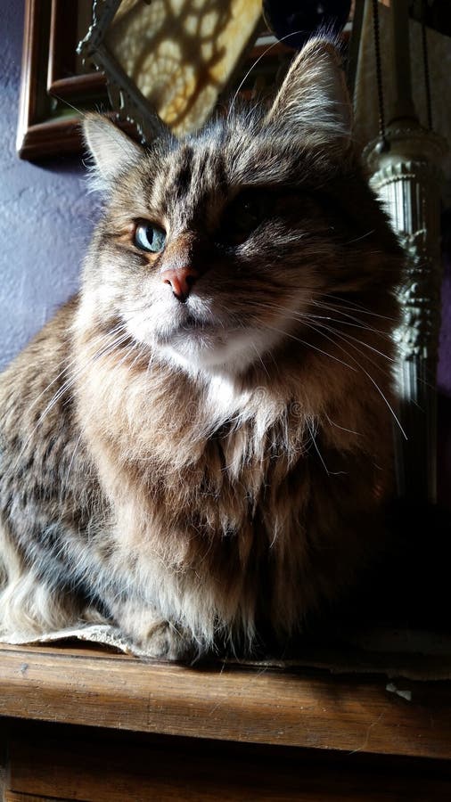 Sunlit Maine Coon stock photo. Image of natural, coon - 119809062