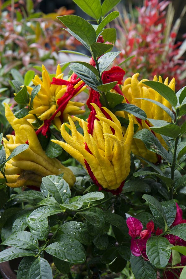 262 Photos de Citron De Main De Bouddha - Photos de stock gratuites et ...