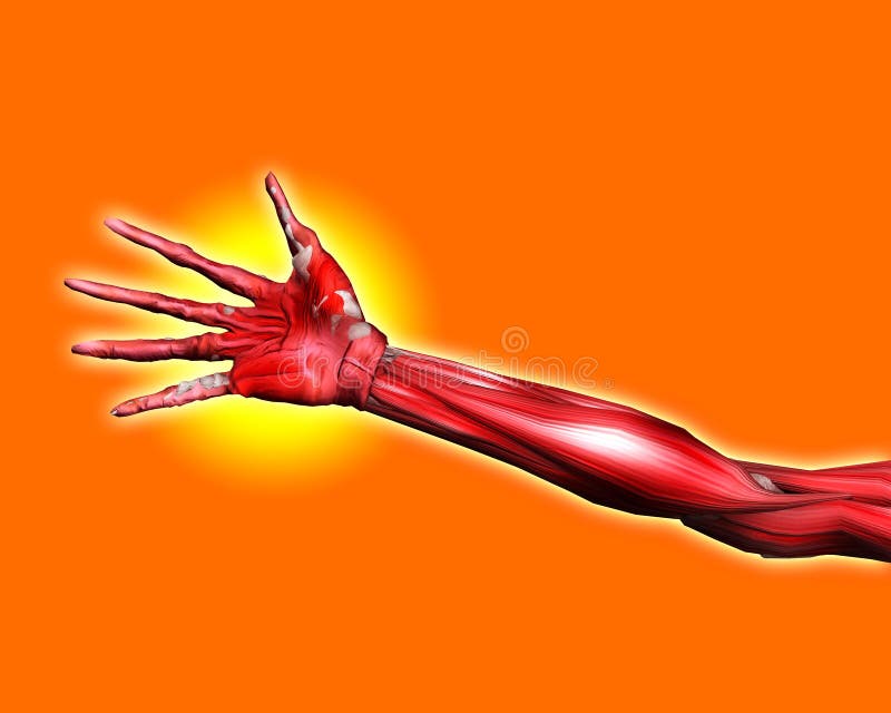 Main de muscle illustration stock. Illustration du humanoïde - 608428