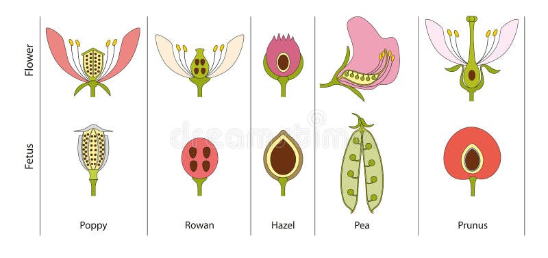 Differences in Plant Flower and Fruit Structure Stock Photo - Image of ...
