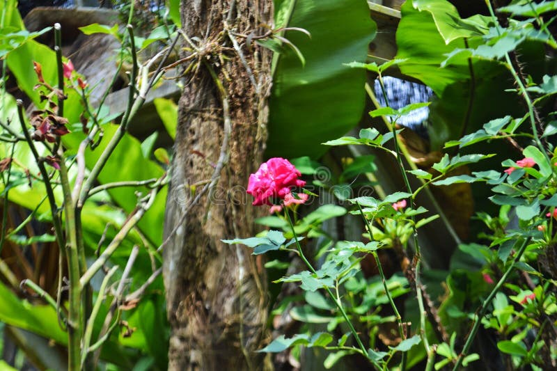 The Main Focus of the Image is the Pink Rose Blooming in the Middle ...