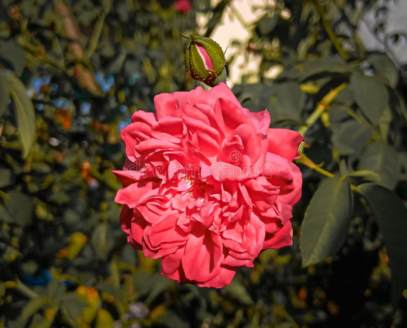 The Main Focus is on a Rose in the Garden, Bright Pink in Bloom Stock ...