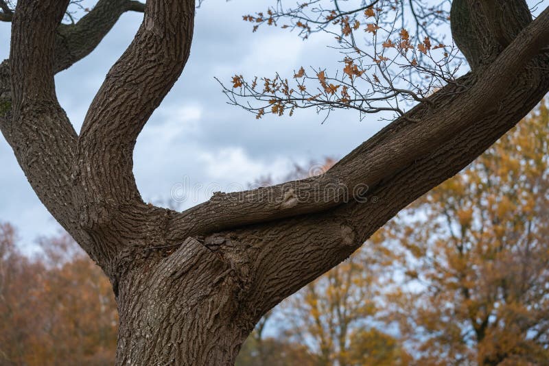 The Main Focus is on Trees in Different Situations Stock Photo - Image ...