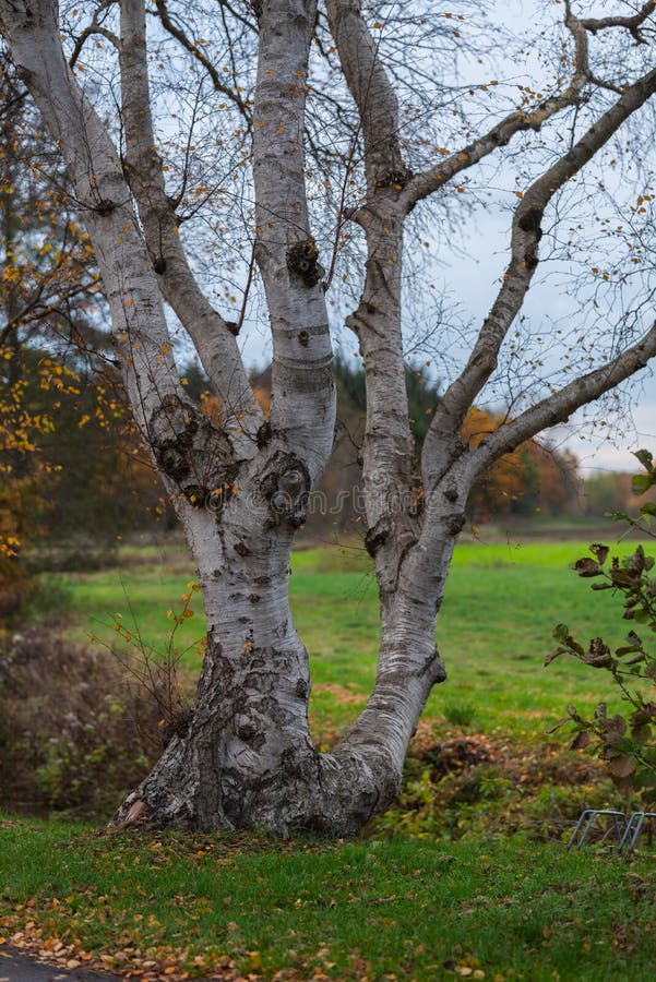 The Main Focus is on Trees in Different Situations Stock Photo - Image ...