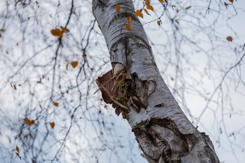The Main Focus is on Trees in Different Situations Stock Image - Image ...