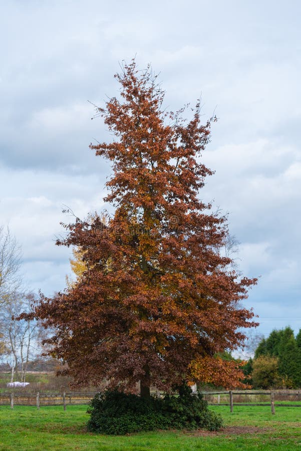 The Main Focus is on Trees in Different Situations Stock Image - Image ...