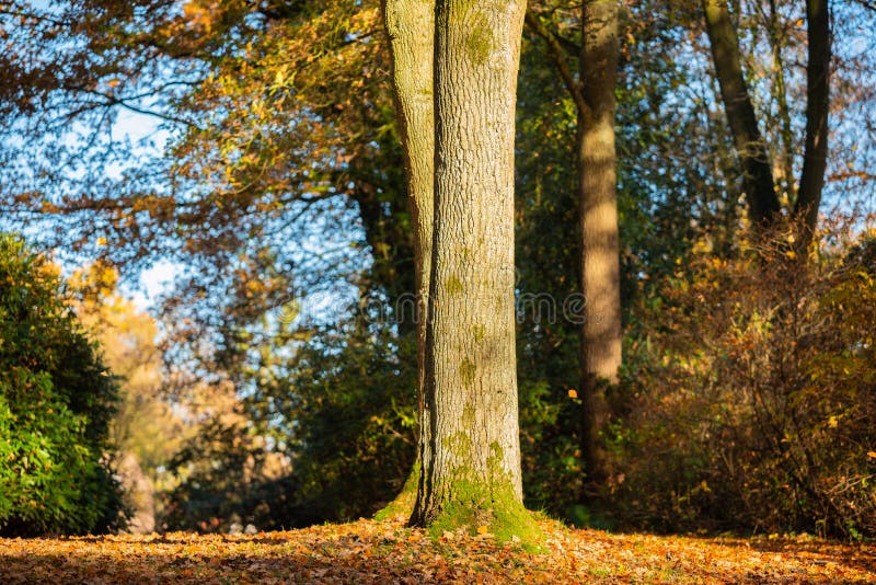 The Main Focus Is On Trees In Different Situations Stock Photo - Image ...