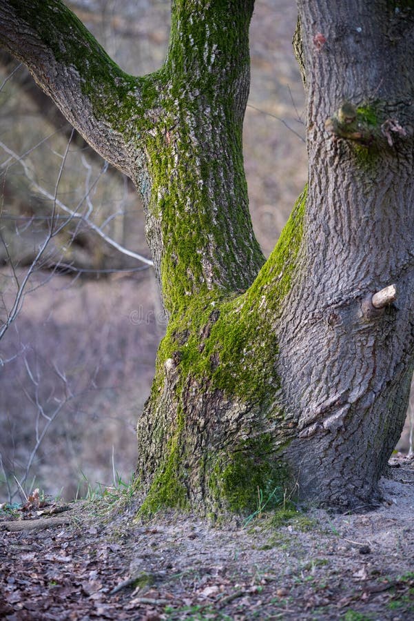 The Main Focus is on Trees in Different Situations Stock Photo - Image ...