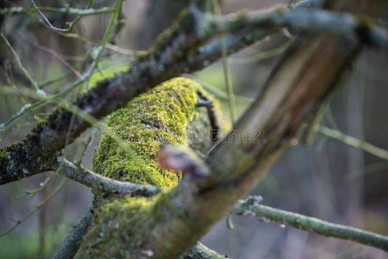The Main Focus is on Trees in Different Situations Stock Image - Image ...