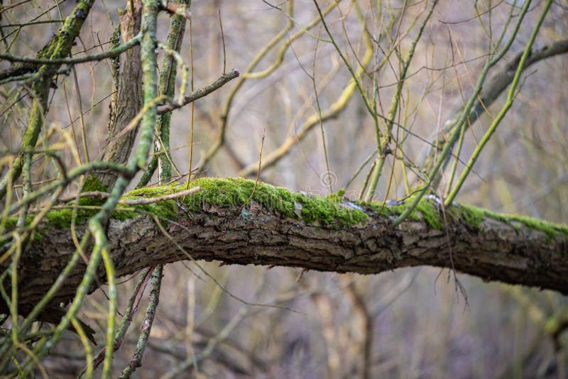 The Main Focus is on Trees in Different Situations Stock Image - Image ...