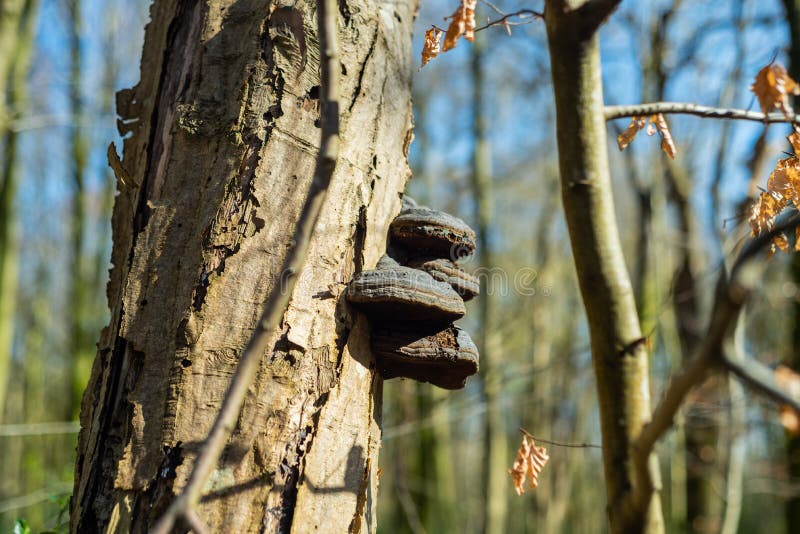 The Main Focus is on Trees in Different Situations Stock Photo - Image ...