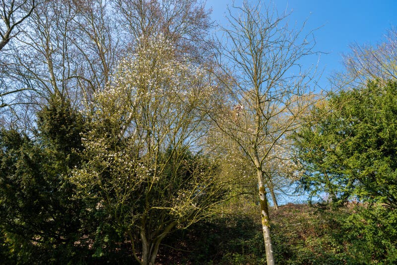 The Main Focus is on Trees in Different Situations Stock Image - Image ...