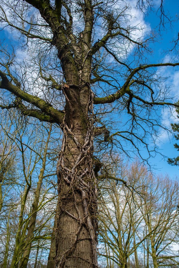 The Main Focus is on Trees in Different Situations Stock Image - Image ...