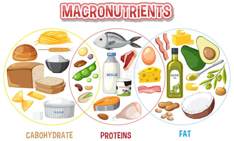 Main Food Groups Macronutrients Vector Stock Vector - Illustration of ...