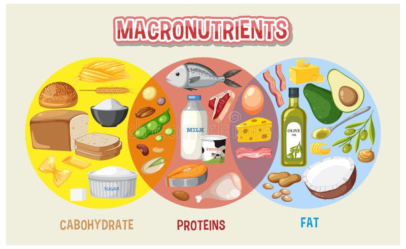 Main Food Groups Macronutrients Vector Stock Vector - Illustration of ...