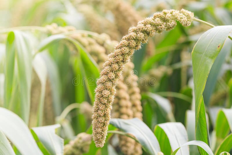 Millet Planted in the Fields Stock Photo - Image of harvest, field ...