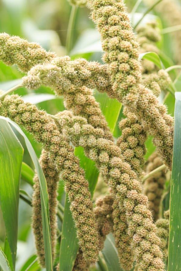 Millet Planted in the Fields Stock Image - Image of features, food ...